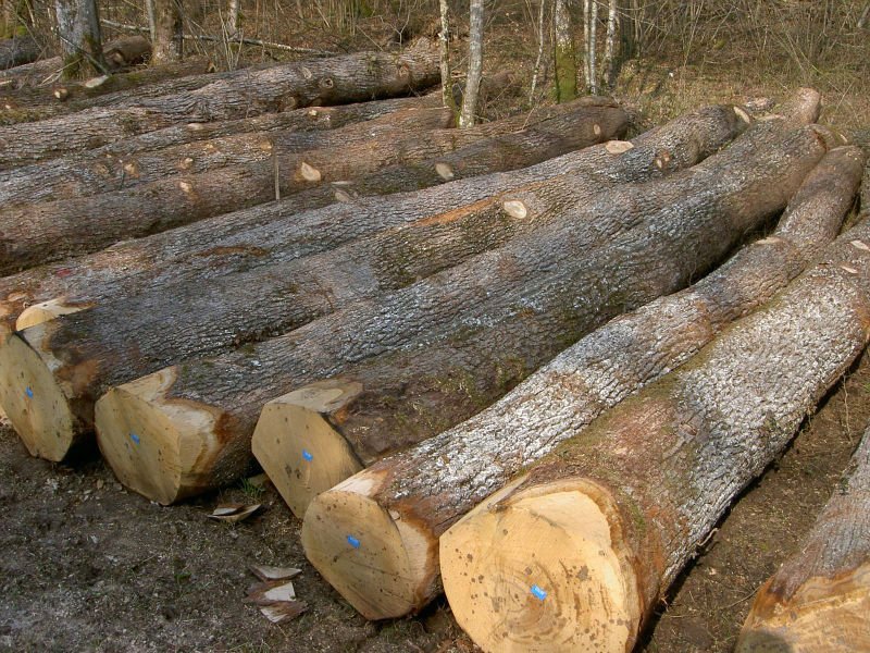 Hardwood logs and lumber - Canada, USA, China, Europe, South America.